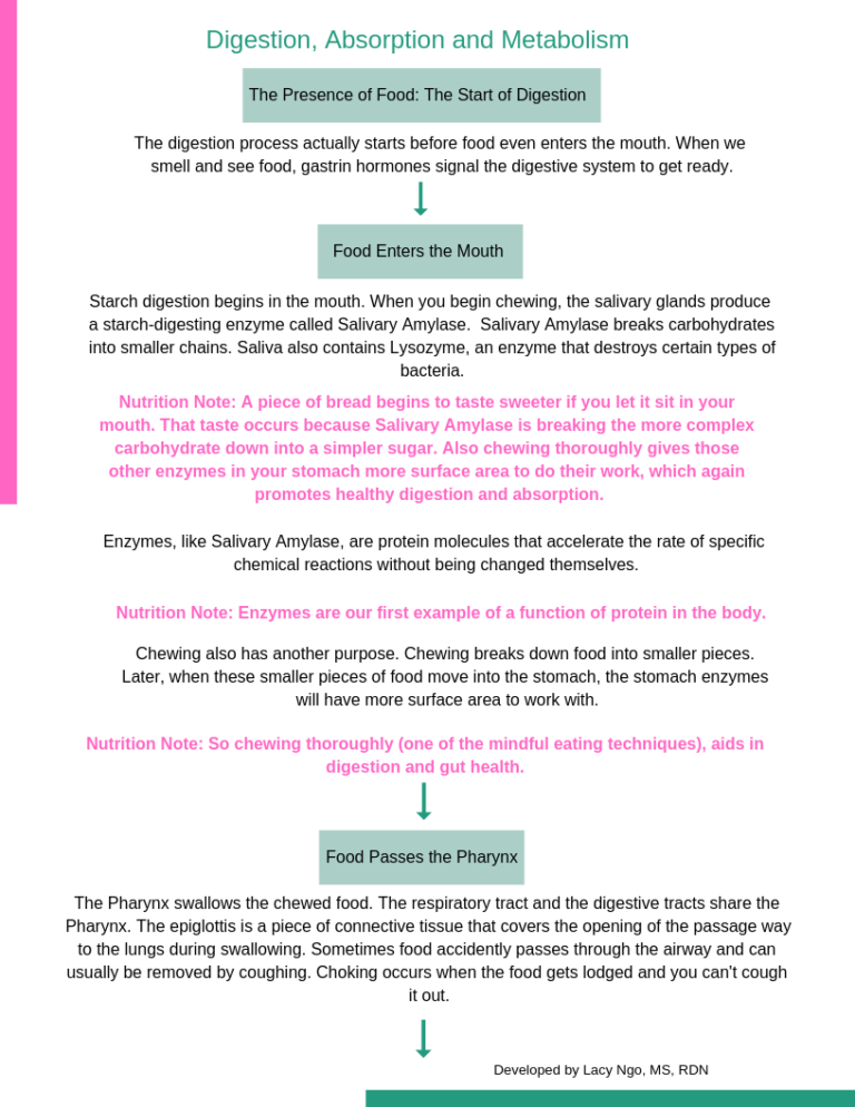 Digestion, Absorption, and Metabolism: How our Bodies Use God’s Gift of ...