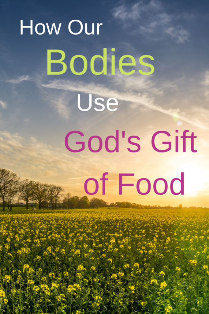Digestion, Absorption, and Metabolism: How our Bodies Use God’s Gift of ...